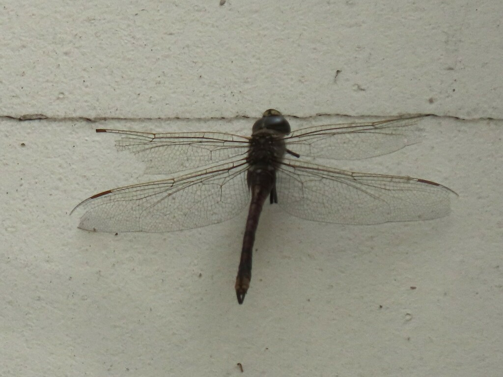 Australian Emperor from Adelaide Zuid-Australië, Australië on September ...