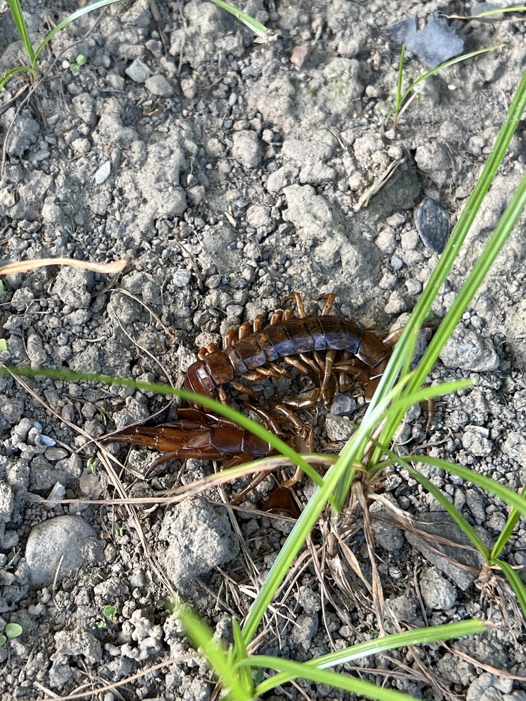 Scolopendra multidens from 國立台灣海洋大學育樂館, 中正區, KEE, TW on September 25 ...