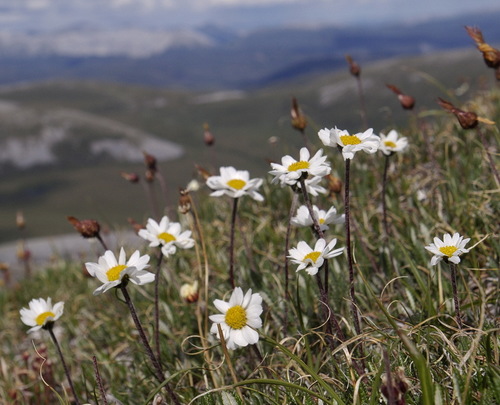 Crisantemo enano (Chrysanthellum integrifolium)