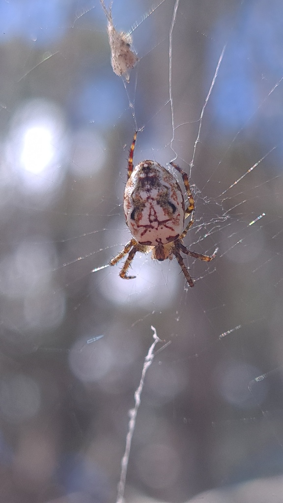 Eastern Bush Orbweaver from Galston NSW 2159, Australia on September 22 ...