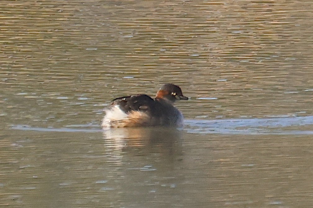 Australasian Grebe from Bowra Wildlife Sanctuary -Lagoon Camping Area ...