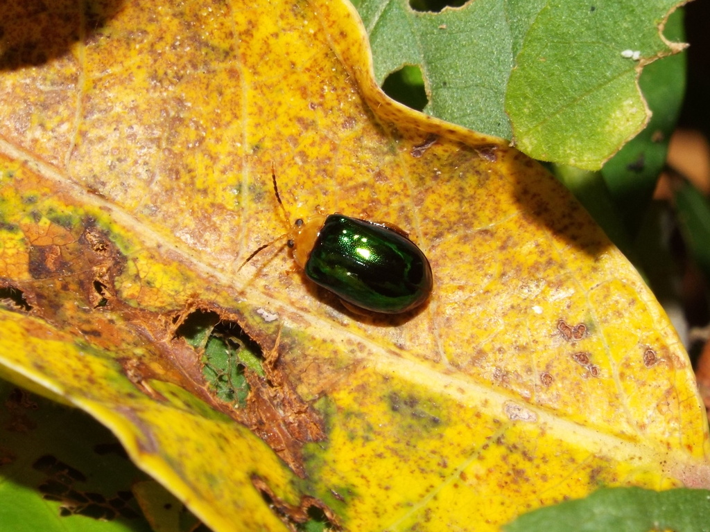 Flea Beetles from Santo Domingo Petapa, Oax., México on September 24 ...
