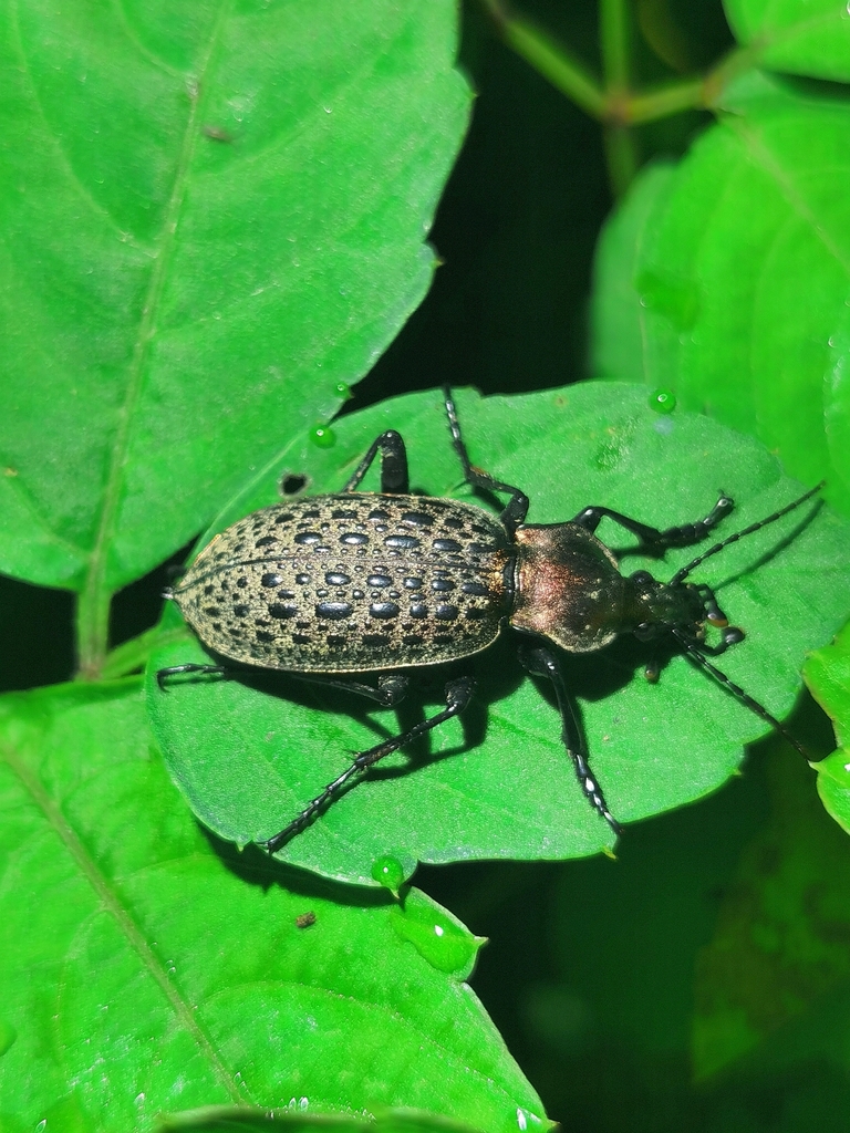 Carabus elysii from Nanjing, CN-JS, CN on September 24, 2023 at 10:38 ...