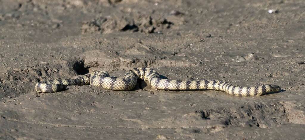 Black-ringed Sea Snake from Prince Frederick Harbour, Australia on ...