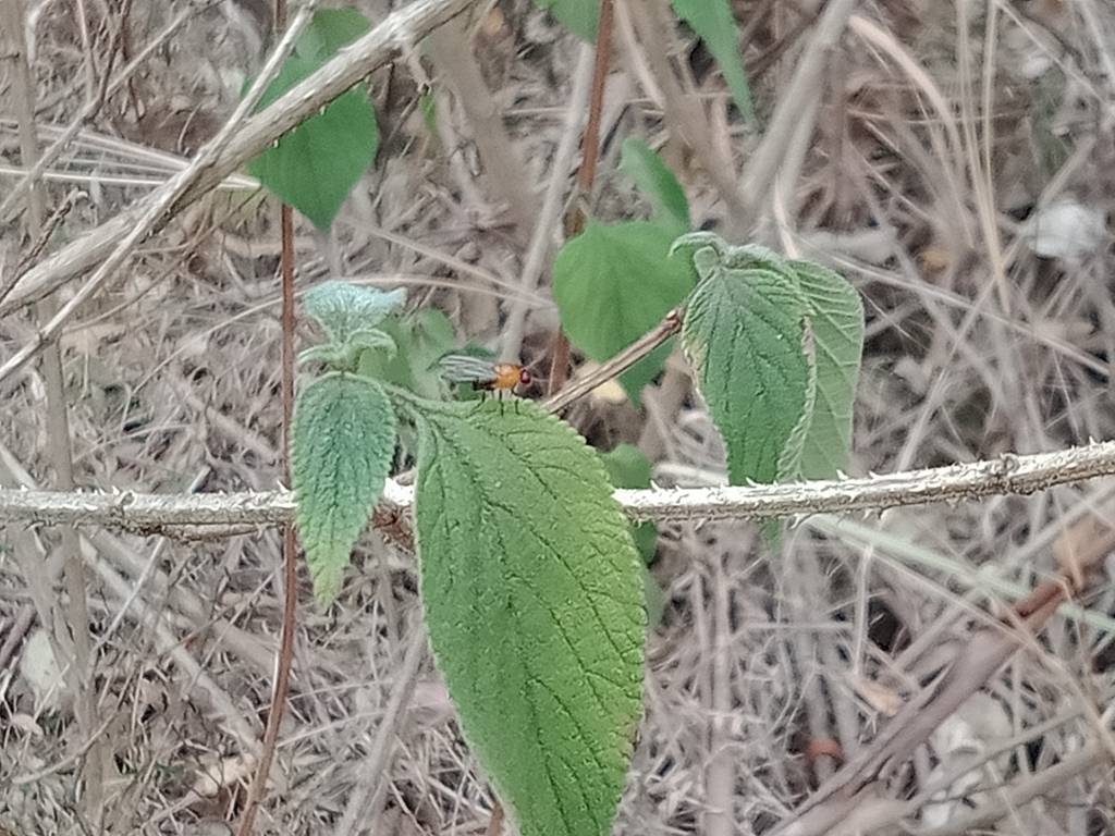 Sapromyza from 5VQP+HH Prospect Nature Reserve, Pemulwuy NSW 2145 ...