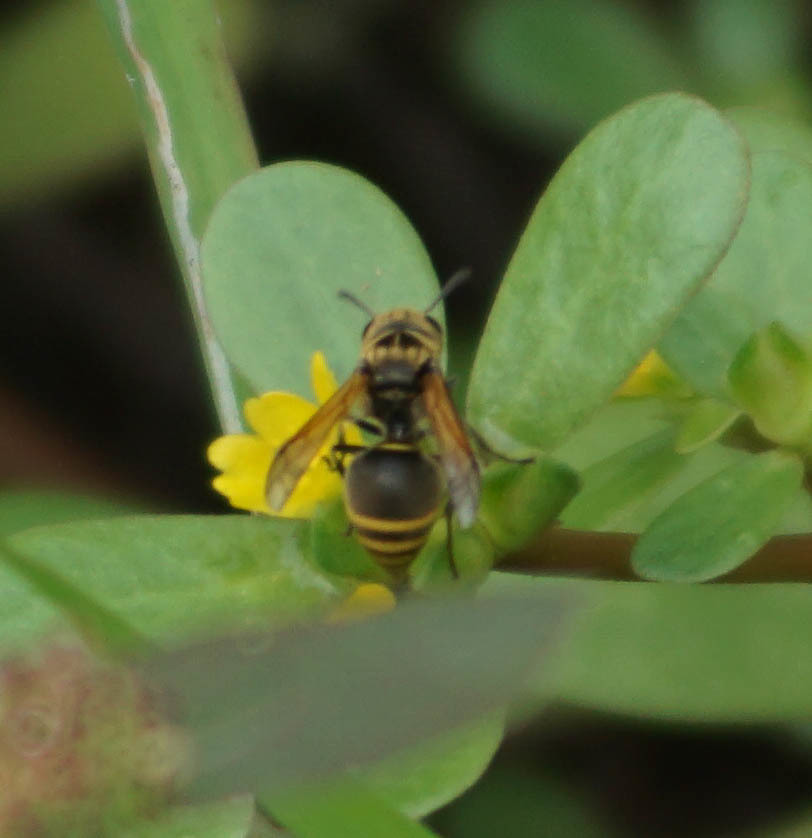 Brachygastra lecheguana from Puerto Ayora, Ecuador on January 27, 2019 ...