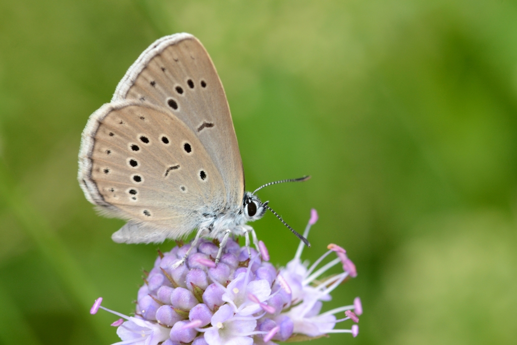 Scarce Large Blue in July 2020 by id78 · iNaturalist