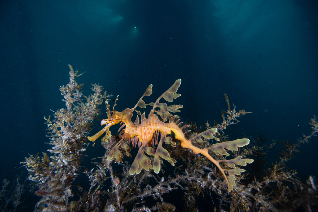 Leafy Seadragon in September 2023 by krisckc. RBJ · iNaturalist
