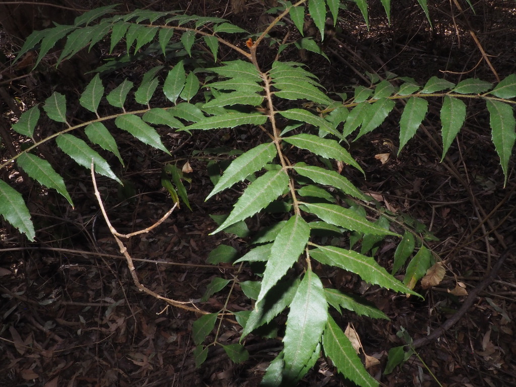 Fern Top from Valla NSW 2448, Australia on September 25, 2023 at 02:07 PM by Nathanael Green ...