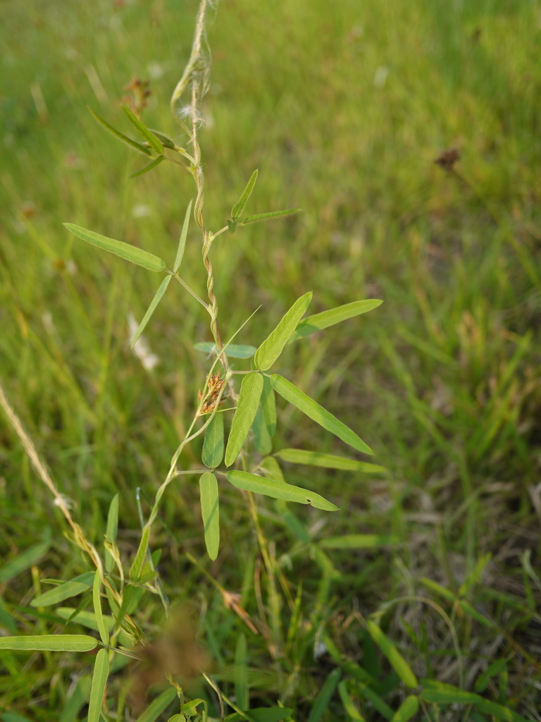Glycine max formosana from 台灣臺北 on September 17, 2023 at 05:10 PM by ...