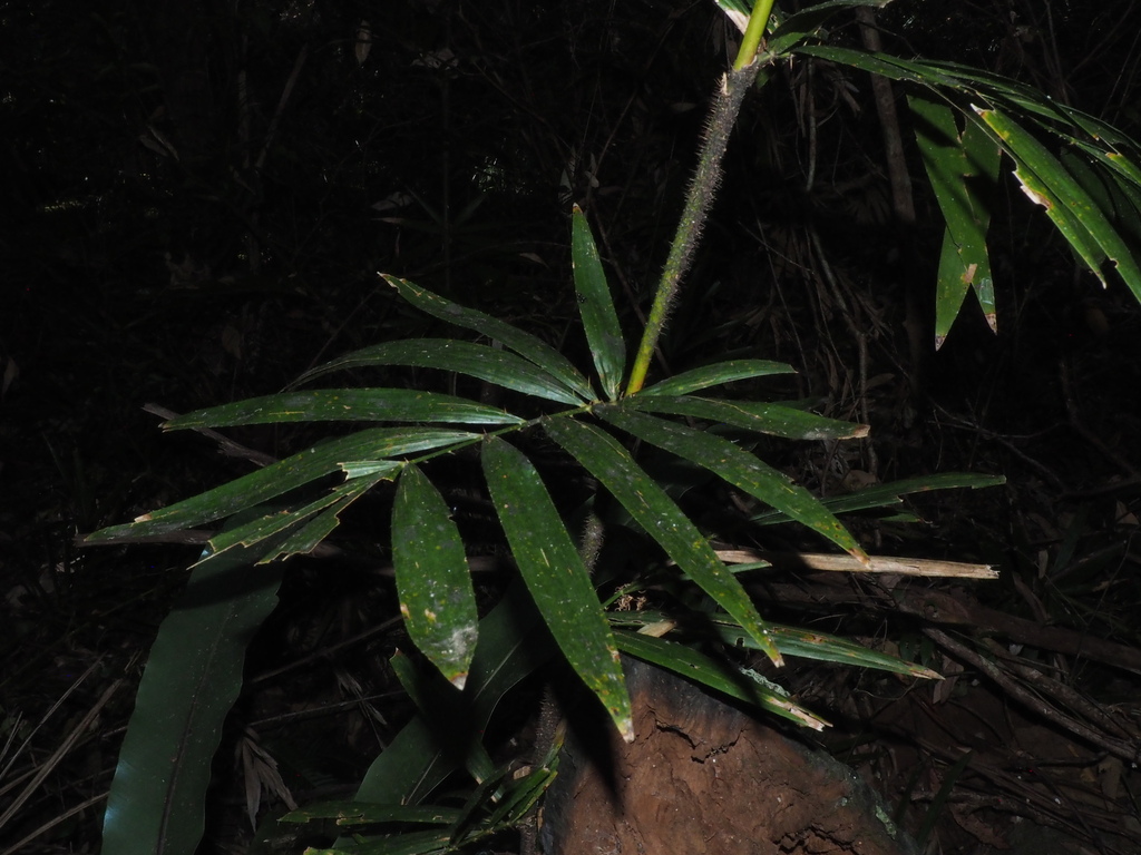 Wait-a-while from Valla NSW 2448, Australia on September 25, 2023 at 02:29 PM by Nathanael Green ...