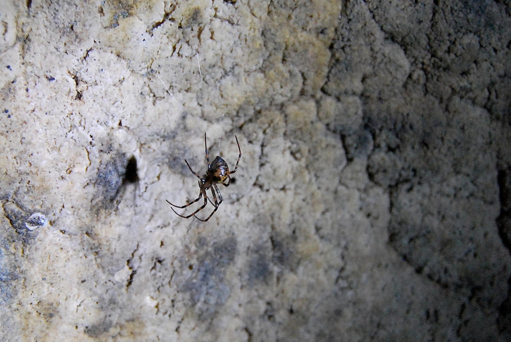 European cave spider from Jerzmanowice, Polska on August 21, 2013 at 01 ...