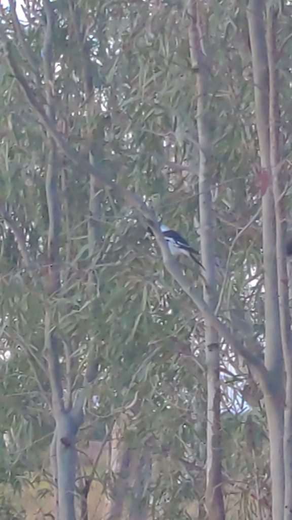Pied Butcherbird from Gatton QLD 4343, Australia on September 25, 2023 ...