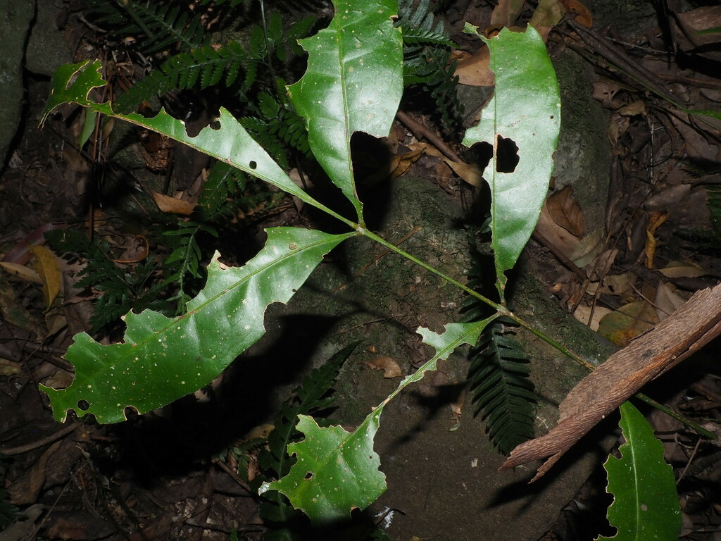 scentless rosewood from Valla NSW 2448, Australia on September 25, 2023 at 02:38 PM by Nathanael ...