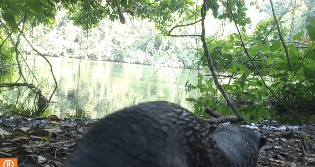 Congo Clawless Otter in September 2023 by vdeboutte · iNaturalist