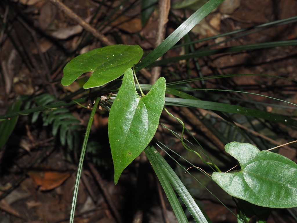 Common Yam Vine from Valla NSW 2448, Australia on September 25, 2023 at 02:43 PM by Nathanael ...