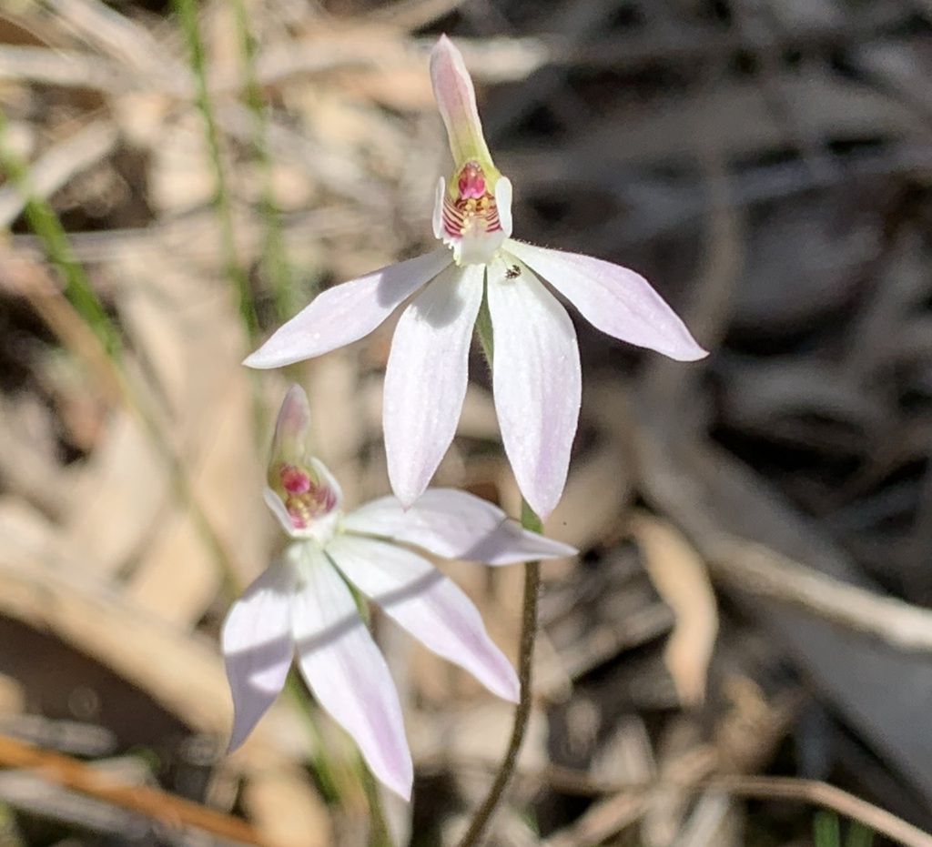 Pink Lady Fingers from Blind Bight VIC 3980, Australia on September 25 ...