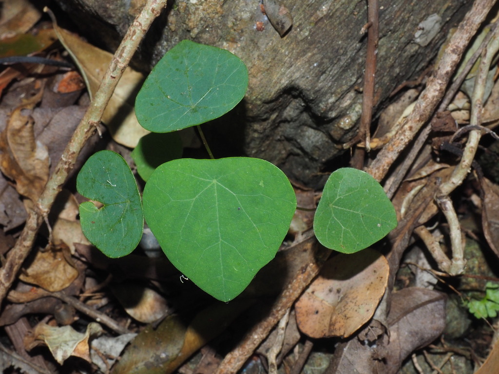 Tapevine from Valla NSW 2448, Australia on September 25, 2023 at 02:46 PM by Nathanael Green ...