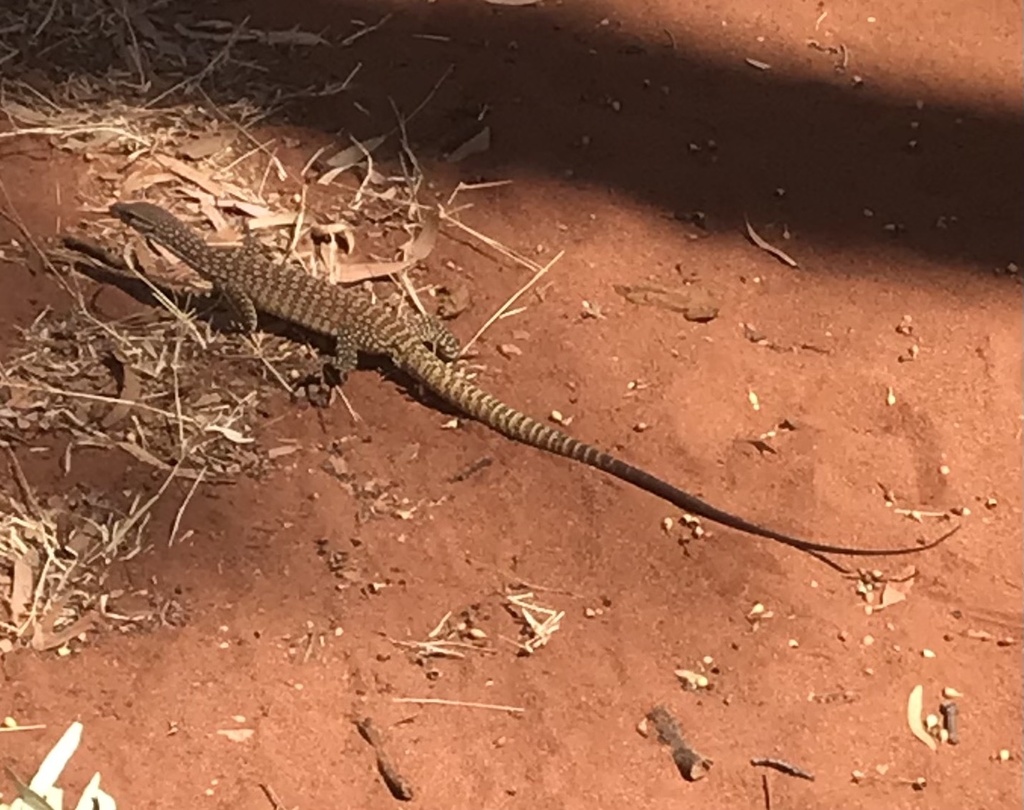 Black-headed Monitor in September 2023 by brandon_hewitt · iNaturalist