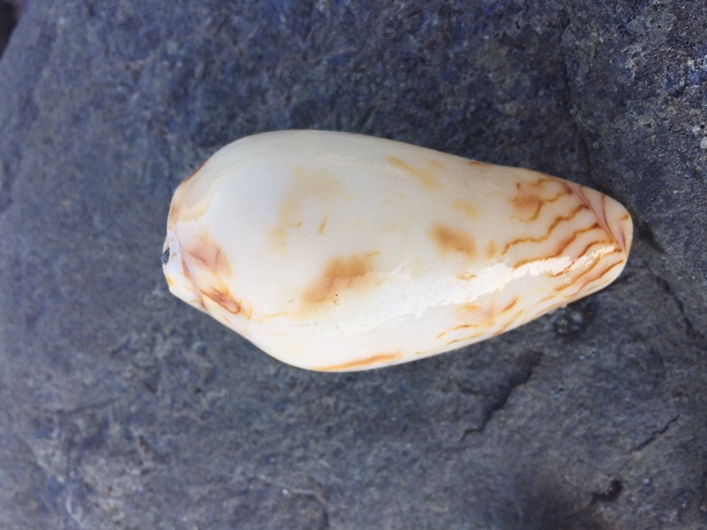 Wavy Volute from Tasmania, Waterhouse, TAS, AU on September 25, 2023 at ...