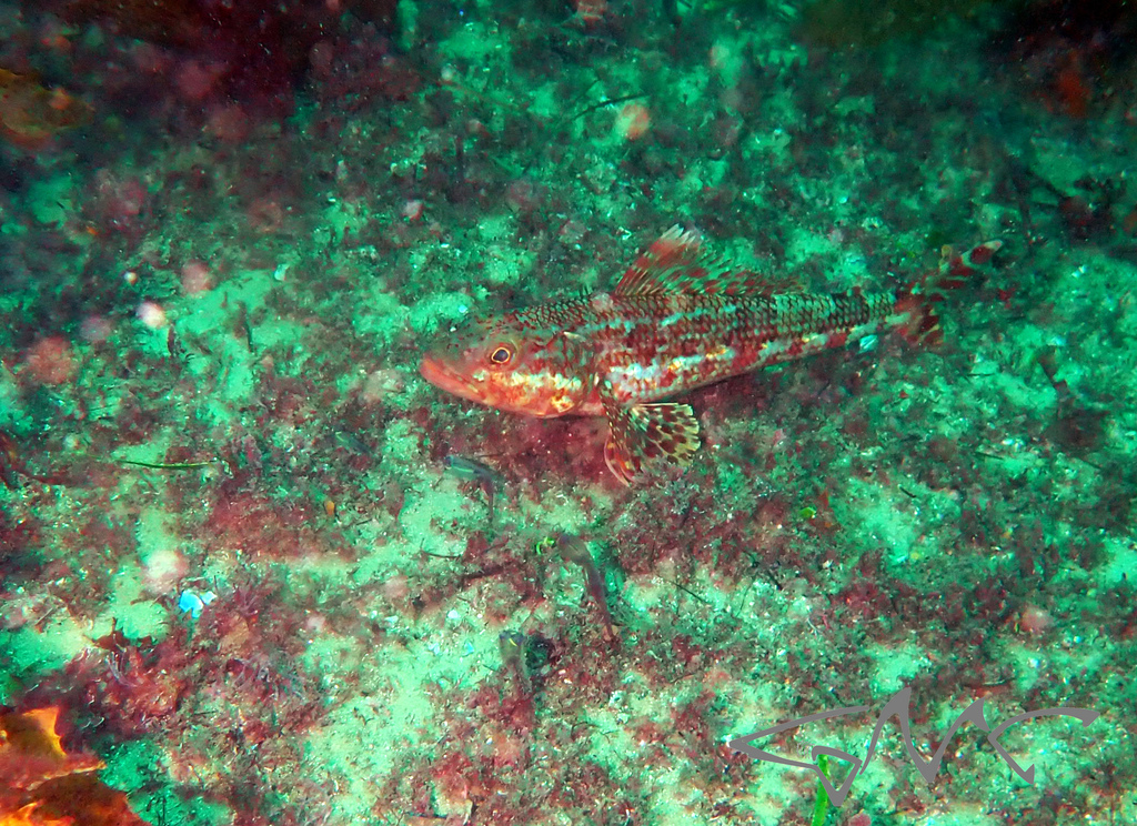 Sergeant Baker from Under the Tube dive site, Moon Island on September ...