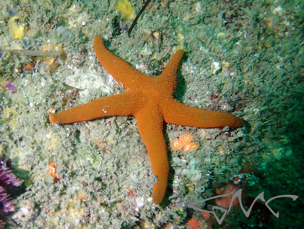 Many-spotted seastar from Under the Tube dive site, Moon Island on ...