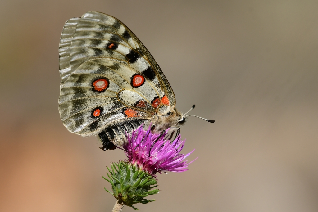 Apollo in July 2020 by id78 · iNaturalist
