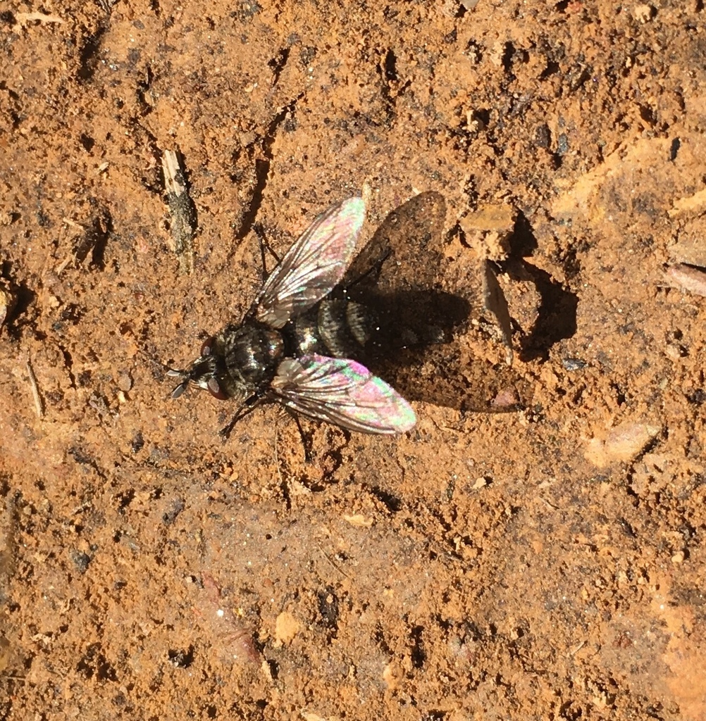Bothria frontosa from Mazovink, Ljubljana, Ljubljana, SI on March 3 ...