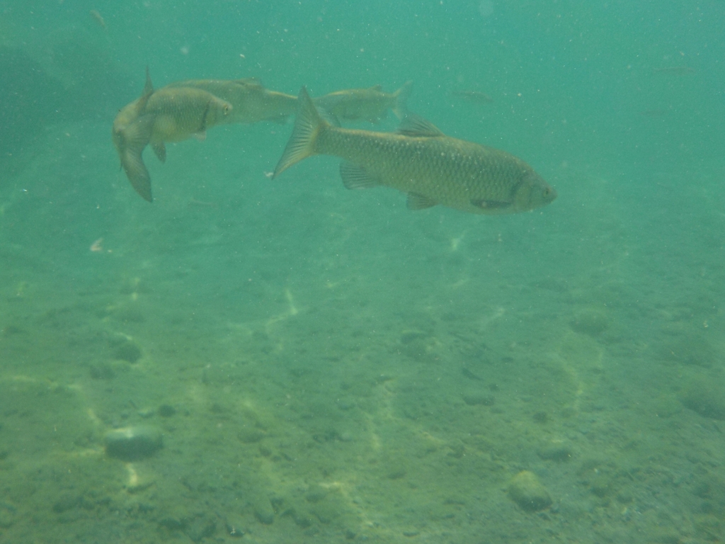 Cavedano chub from 29022 Bobbio PC, Italia on August 19, 2017 at 03:06 ...
