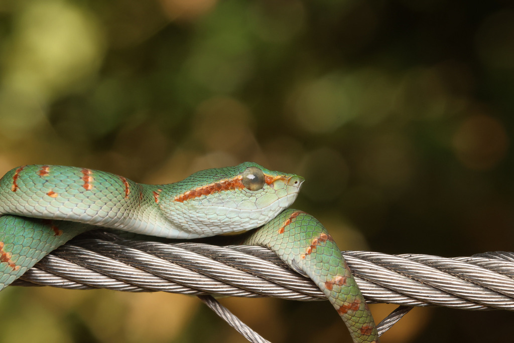 Wagler's Pit Viper from Rifle Range Road, Singapore 589322 on July 8 ...