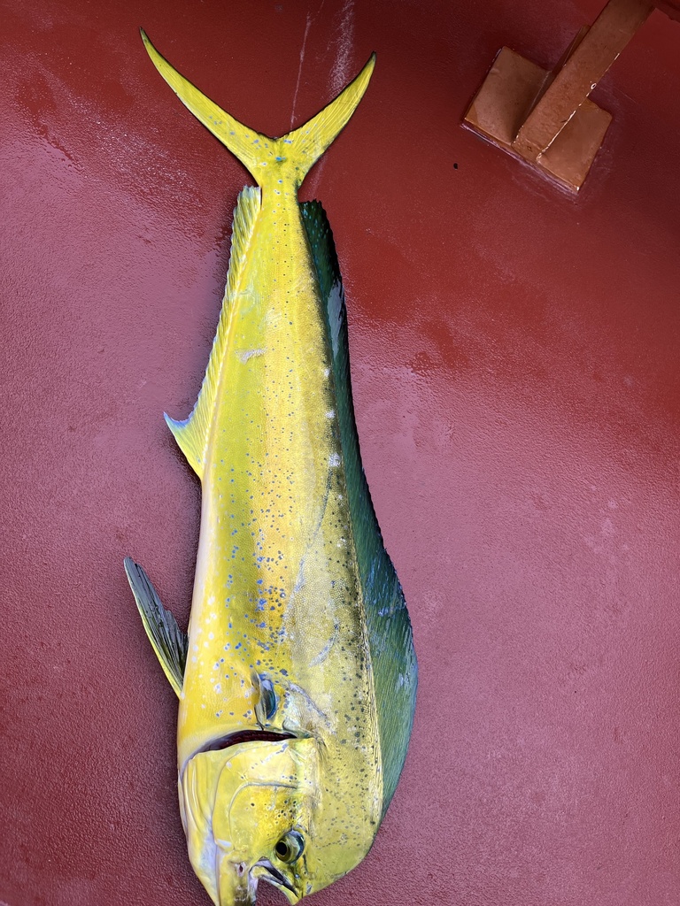 Common Dolphinfish from North Atlantic Ocean on September 25, 2023 at ...