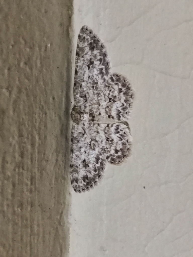 Burmese Engrailed Moth from 39W8+W4V, Erumathala West, Aluva, Kerala ...