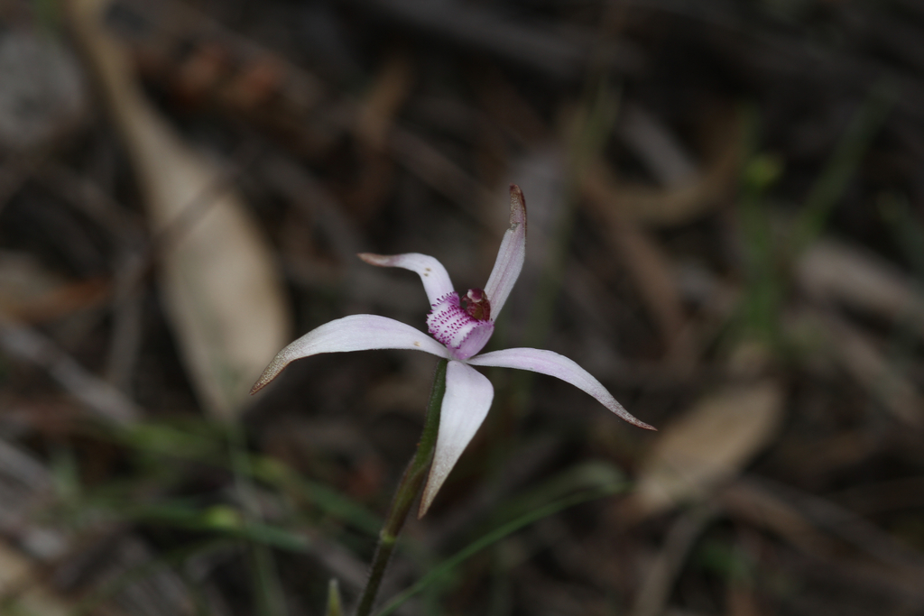 Pink candy orchid in September 2023 by Felix Nicholls · iNaturalist