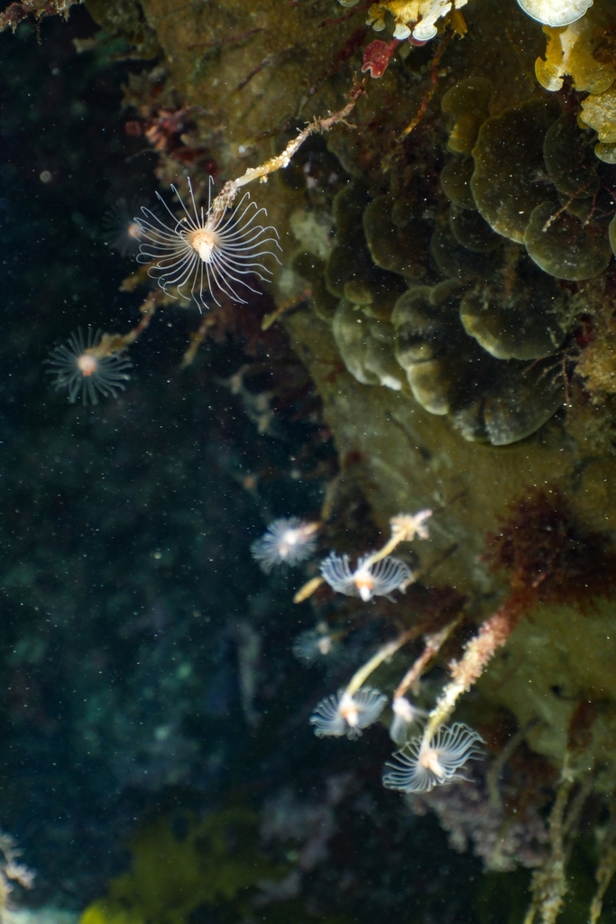 Tubulariidae in September 2023 by k_freemantle · iNaturalist