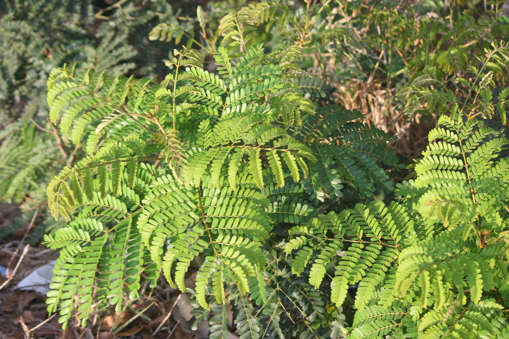 Monkey pod tree from Millner, Northern Territory, Australia on ...
