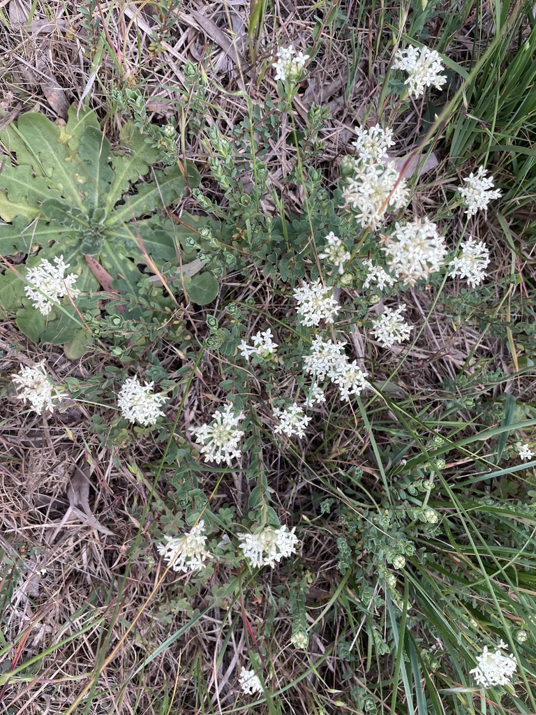 Common Rice-flower from Burramine Ct, Frankston South, VIC, AU on ...