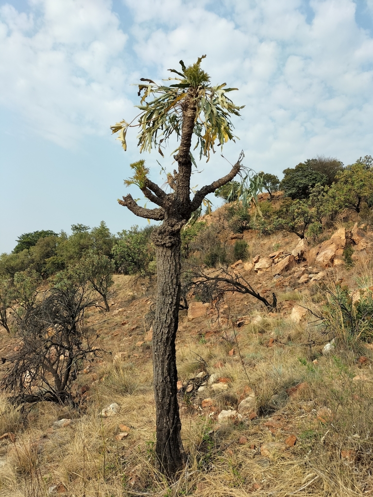 South African cabbage trees from West Rand, ZA-GT, ZA on September 25 ...