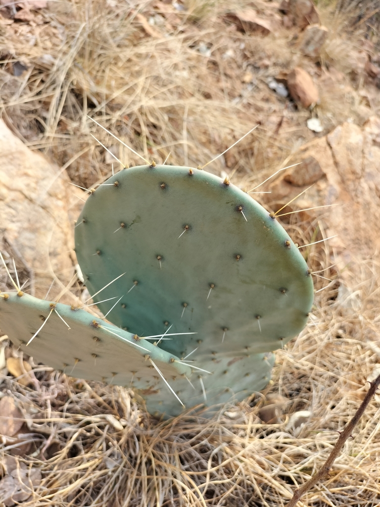 Orbiculate Prickly Pear Complex from West Rand, ZA-GT, ZA on September ...