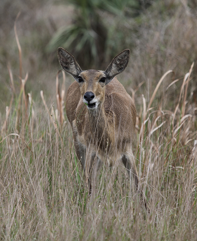 Common Reedbuck from uMkhanyakude District Municipality, South Africa ...