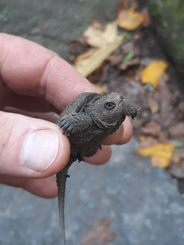 Common Snapping Turtle from Central Park, New York County, US-NY, US on ...