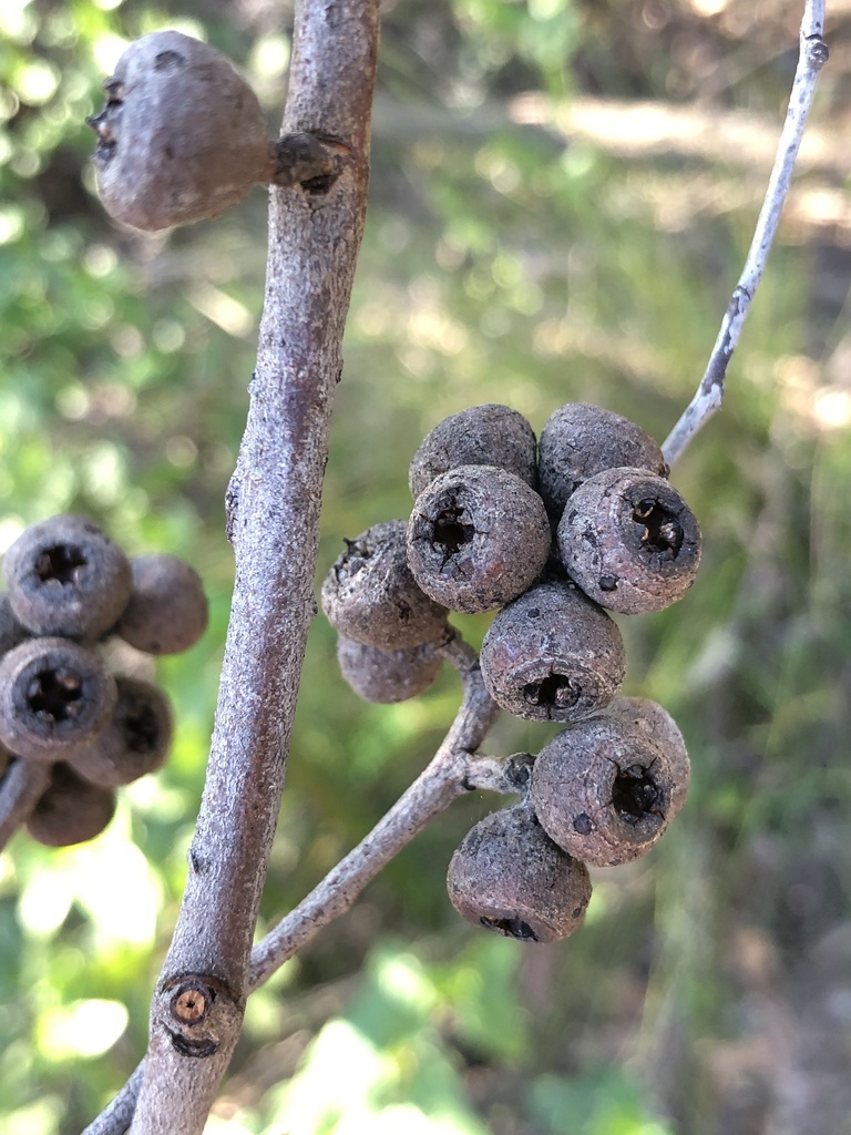 Brown Stringybark from Paul Range State Forest, Chum Creek, VIC, AU on ...
