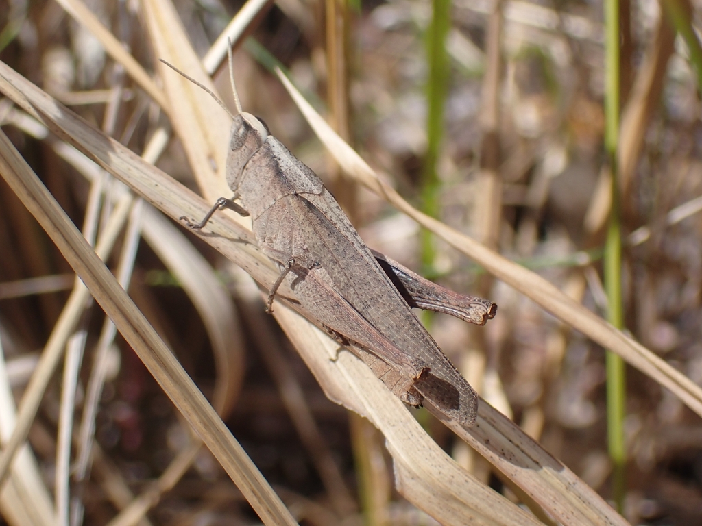 Epallia exigua in September 2023 by Michelle Colpus · iNaturalist Australia