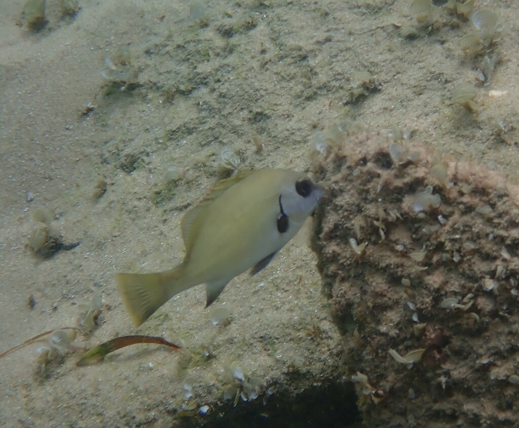 Sordid rubberlip (Plectorhinchus sordidus) - Marine Life Identification