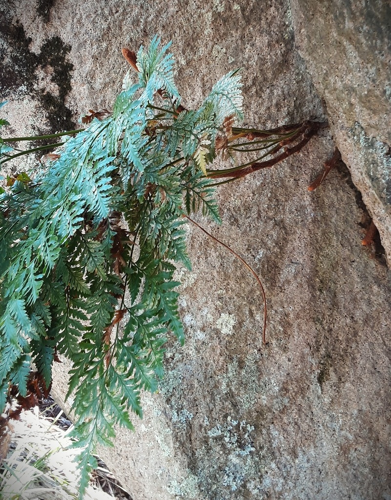 giant hare's foot fern from Evans Crown Nature Reserve, Tarana NSW 2787 ...
