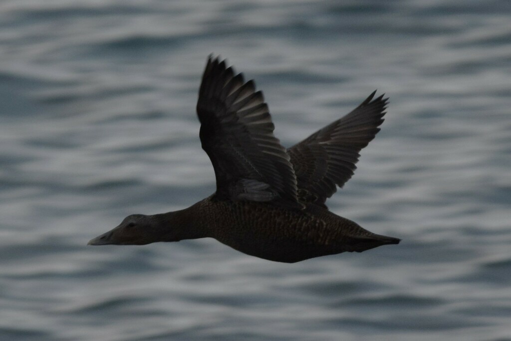 Common Eider from Svalbard, Svalbard and Jan Mayen on September 25 ...