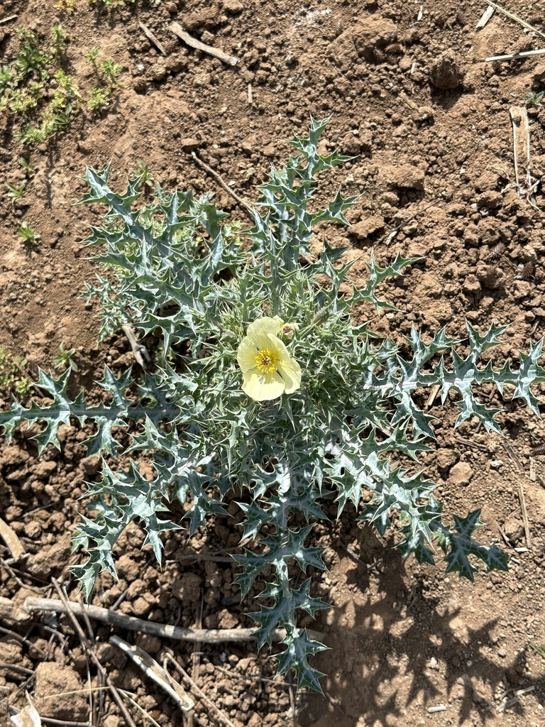 prickly poppies from Gongolgon, NSW, AU on September 25, 2023 at 09:28 ...