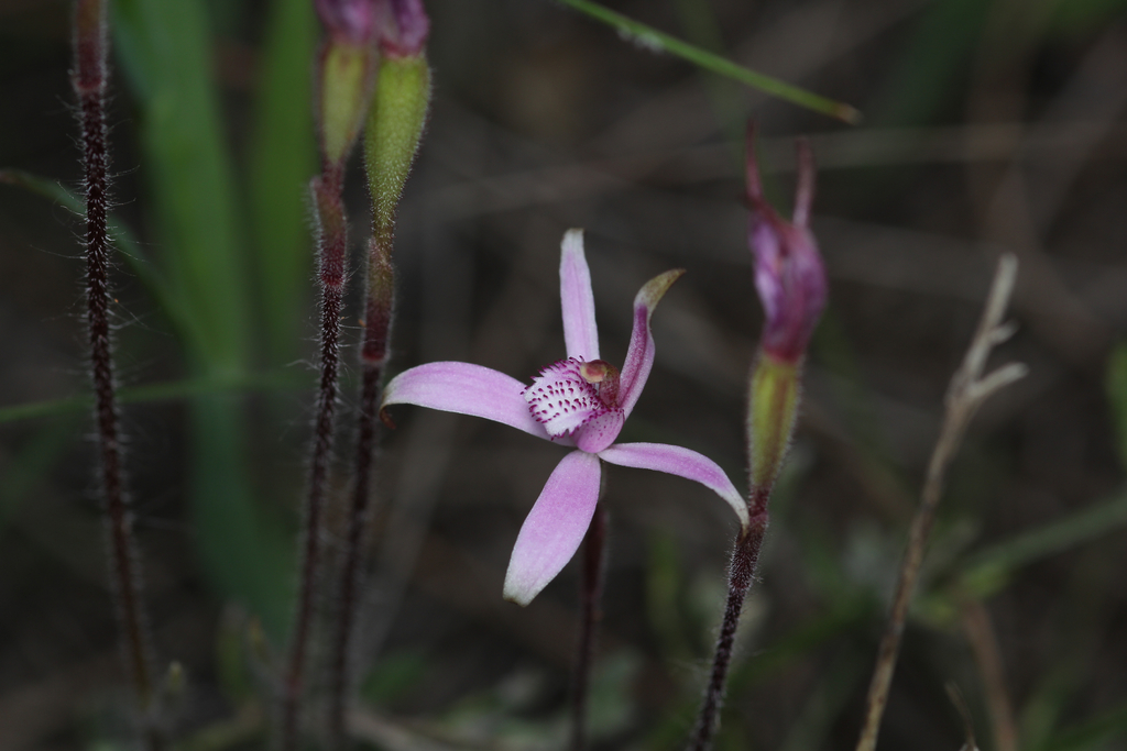 Pink candy orchid in September 2023 by Felix Nicholls · iNaturalist