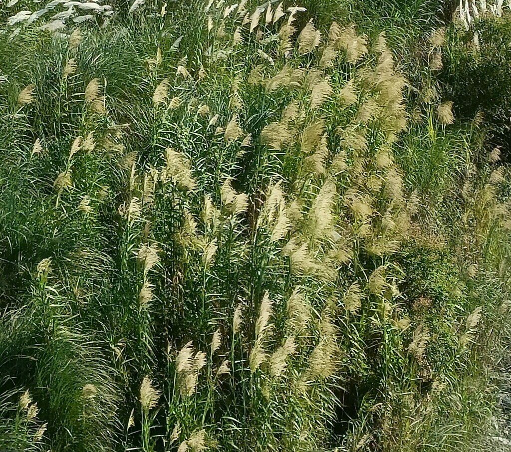 Tall Reed from 台灣桃園市 on September 25, 2023 at 03:56 PM by Hua Wan ...