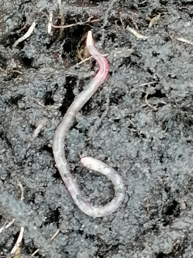 Earthworms from Kenilworth Racecourse Conservation Area on September 21 ...
