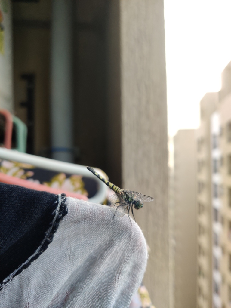 Little Blue Marsh Hawk from Sunteck Westworld, Naigaon East, Mumbai ...